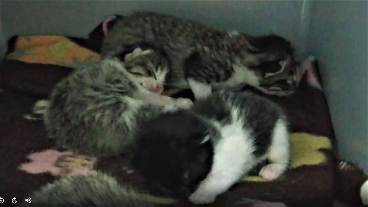 1 Week Old Kittens Trying To Walk - YouTube
