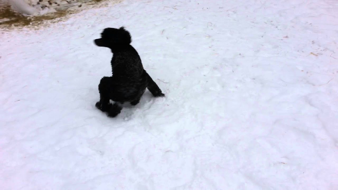 Crazy funny poodle spin... - YouTube
