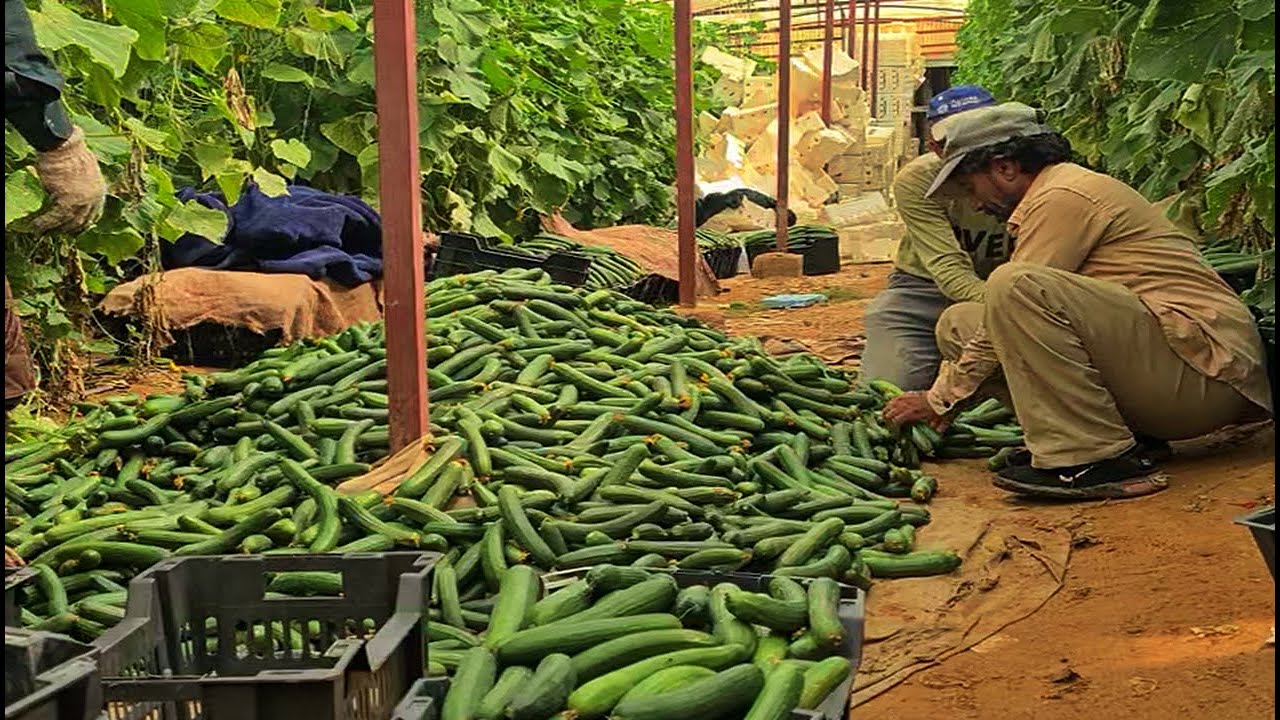 VEGETABLE FARM VISITS IN RIYADH - MATRAF AL QAHTANI FARM, HAFIRAT NISAH ...