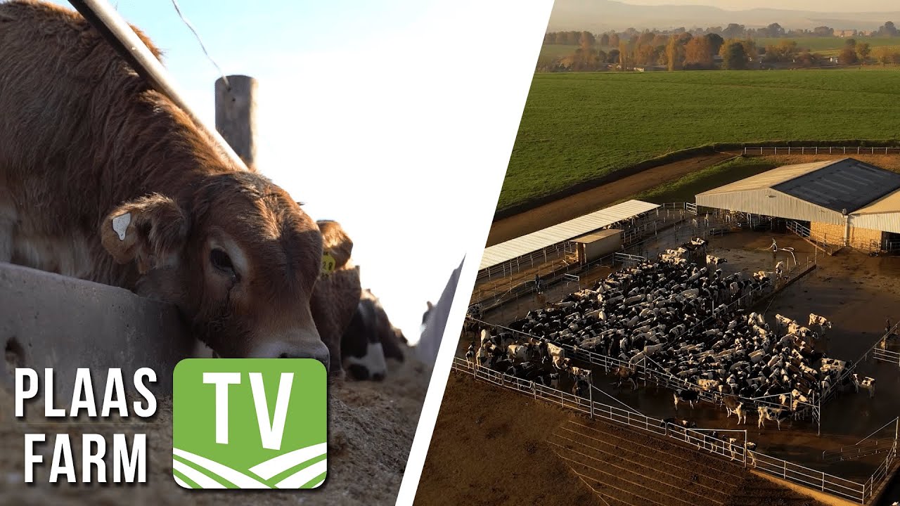 Spoorminerale by vleisbeeste / Fanie Ferreira: Farm TV - 21 Februarie ...