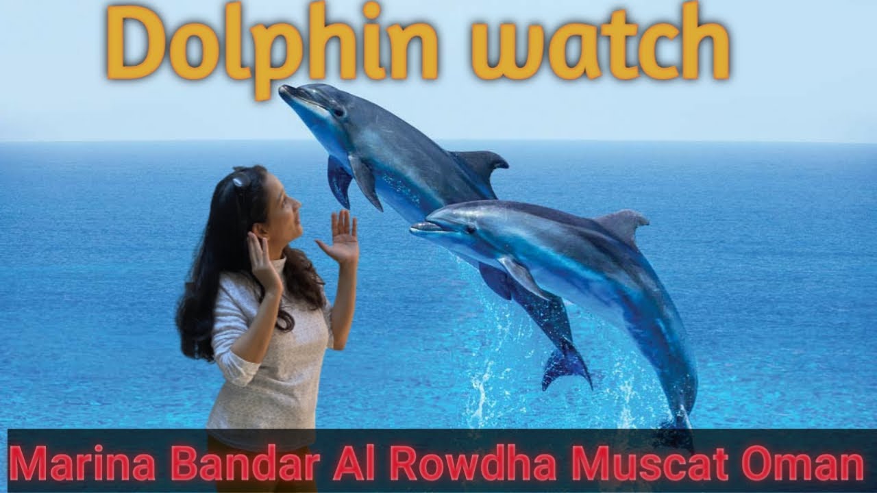 4K v |Dolphin watch @marina bandar al Rowdha🐬|beautiful beach view ...