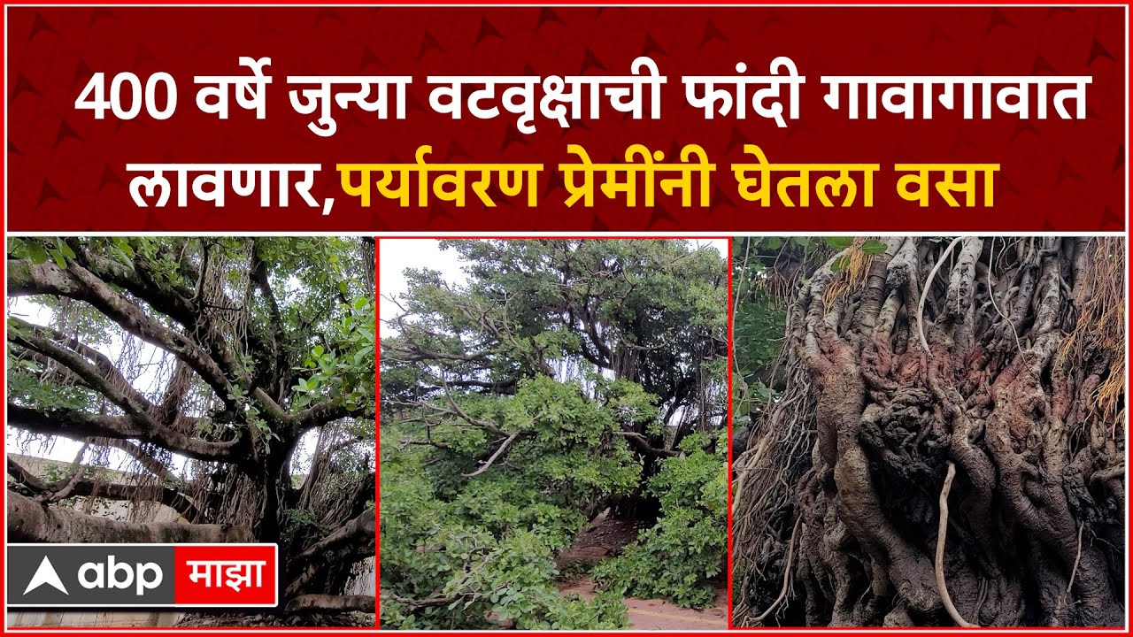 Sangli : 400 वर्षे जुन्या वटवृक्षाची फांदी गावागावात लावणार,पर्यावरण ...