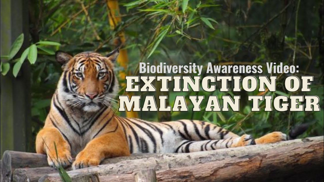 Biodiversity Awareness Video : EXTINCTION OF MALAYAN TIGER - YouTube