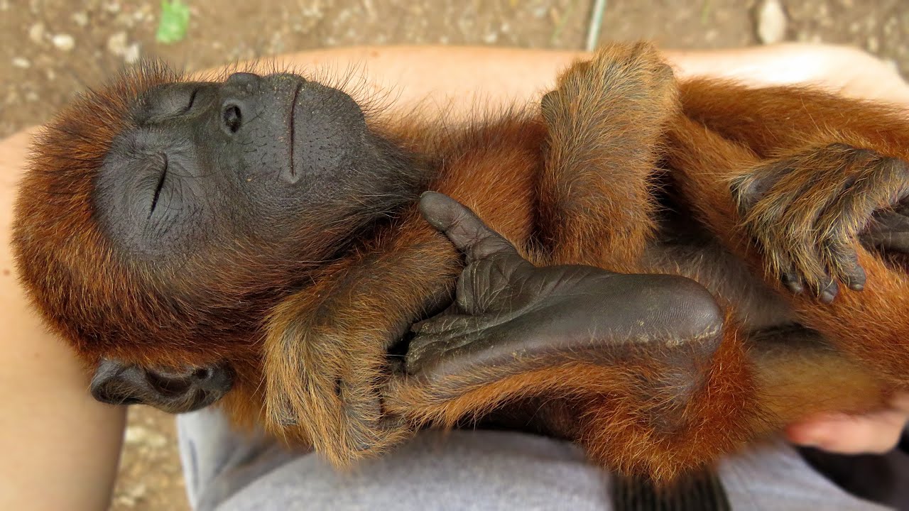 Adorable orphaned Howler Monkey sleeps holding his foot - YouTube