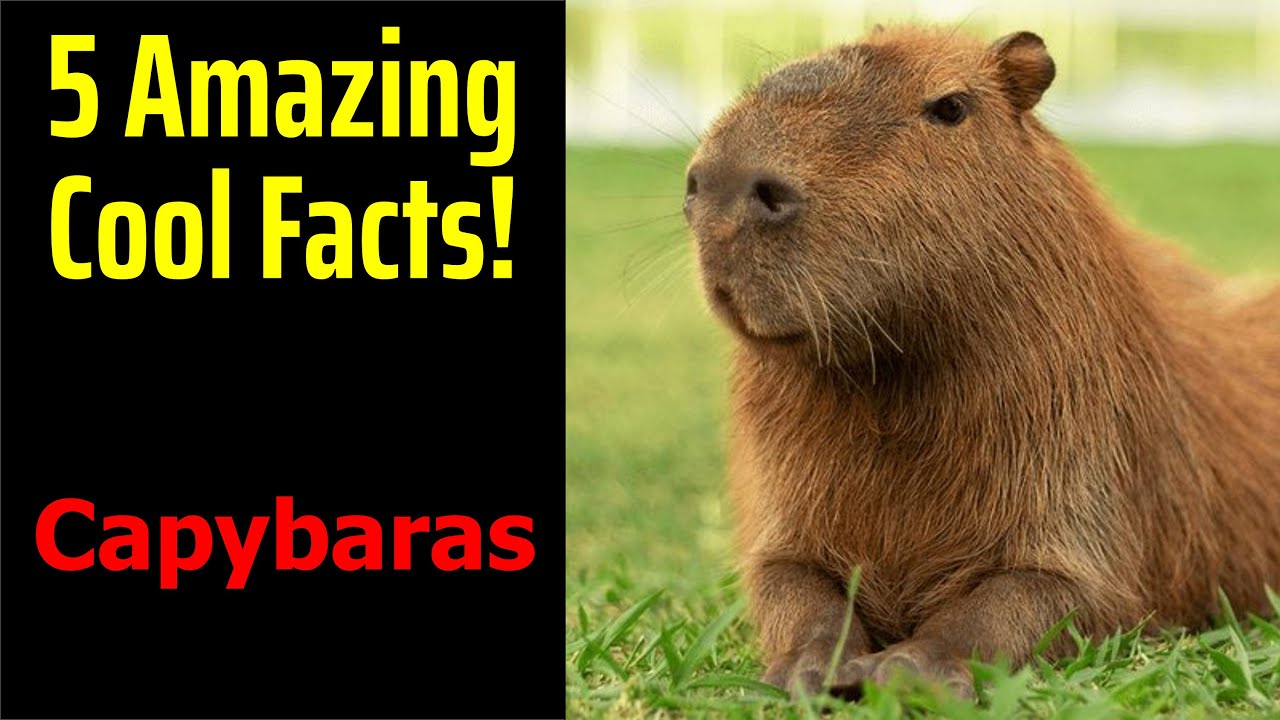 5 Fascinating Facts About Capybaras - YouTube