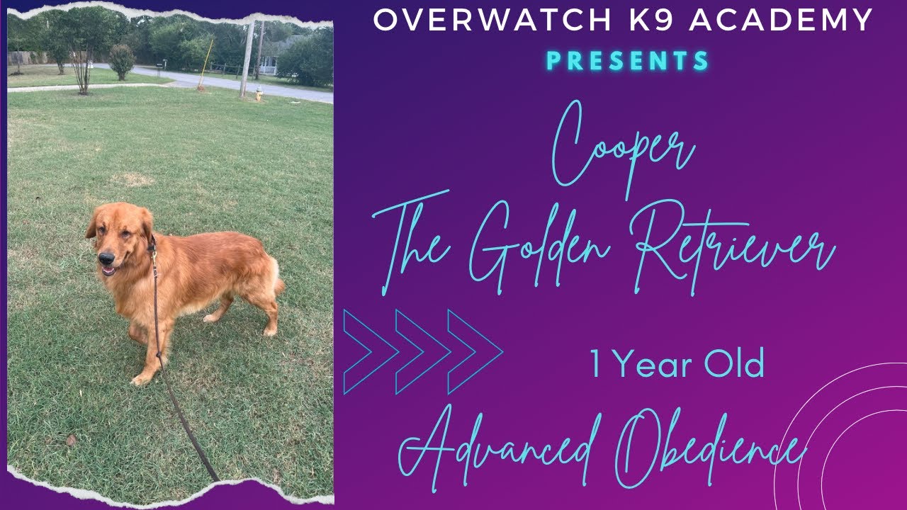 Cooper | 1 Yr Old Golden Retriever | Advanced Obedience | OverWatch K9 ...