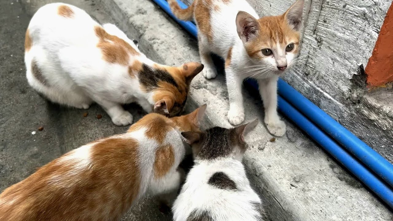 Hungry cats eat breakfast - YouTube