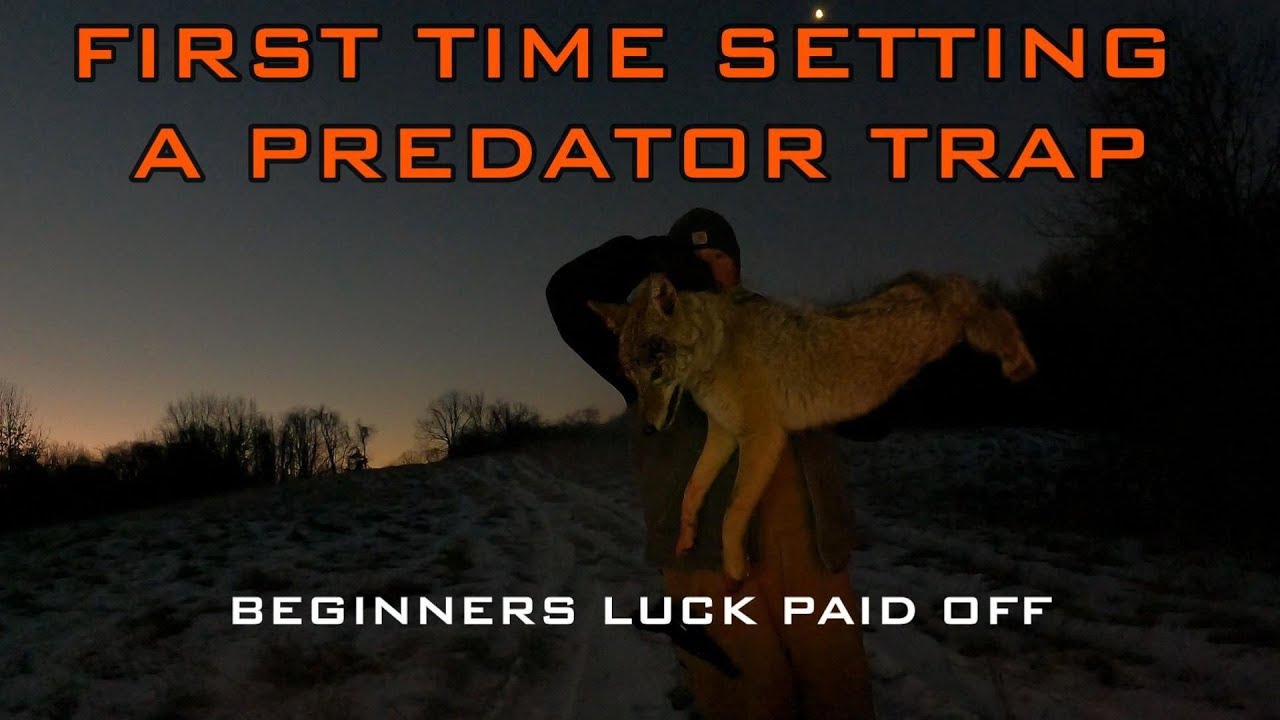NEWBIE PREDATOR TRAPPING - CATCHIN ON THE FIRST NIGHT? - YouTube