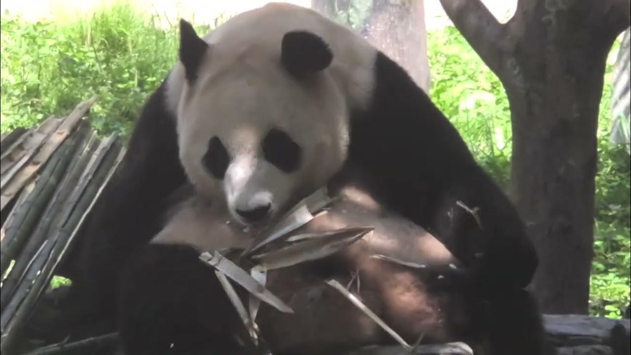 푸바오 근황 🐼 슈퍼스타 푸바오 보려는 역대급 관람객 이제 죽순 돌려까기는 기본 오전 마지막 관람이라 기를쓰고 들어왔어요 Youtube