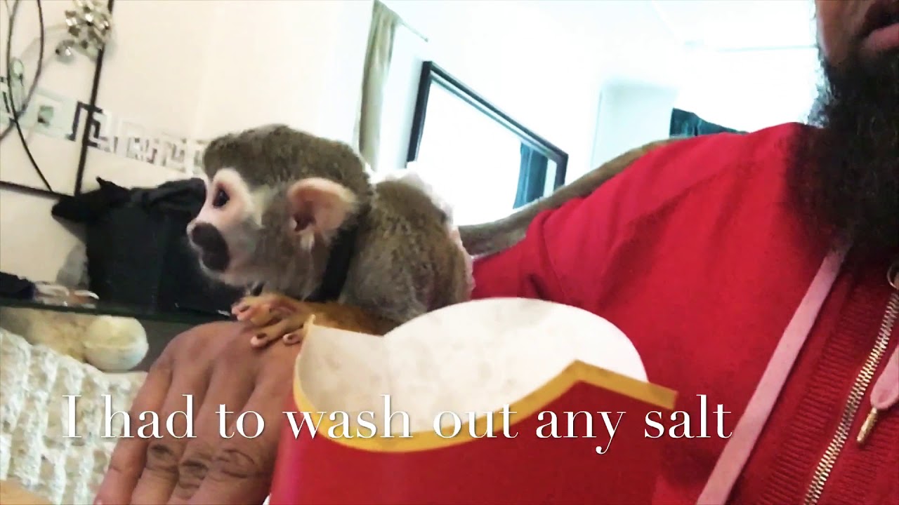 Monkey eating mc Donald’s . Chico the monkey - YouTube