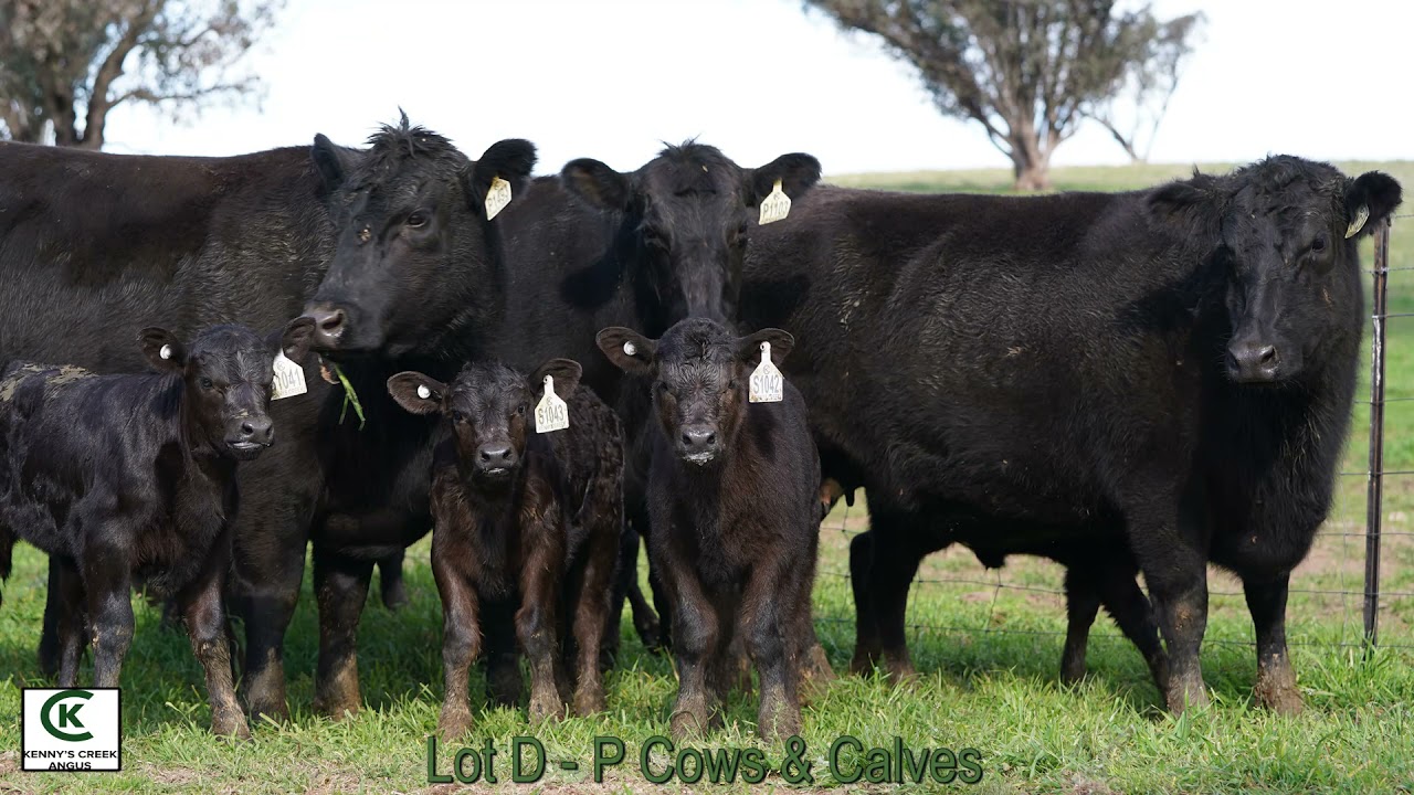 Kenny's Creek Angus Spring Bull Sale Lot D - P Cows and Calves - YouTube