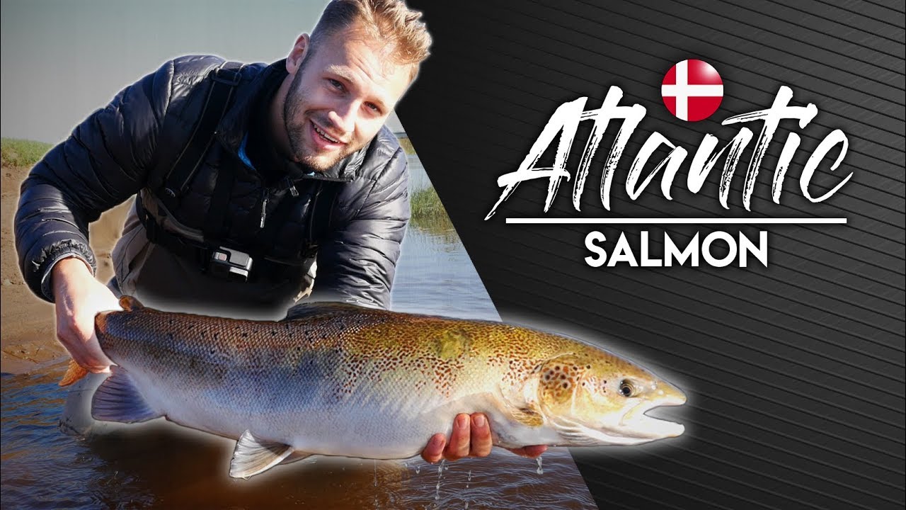 GUIDE -- How to catch Atlantic Salmon on spinner - YouTube