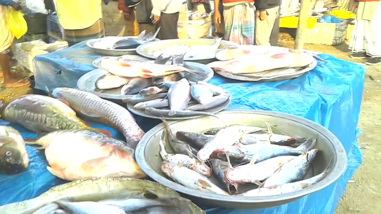 Wondrous Big Catfish Fair-Amazing Fish Market Video-Bagarius Dwarf ...