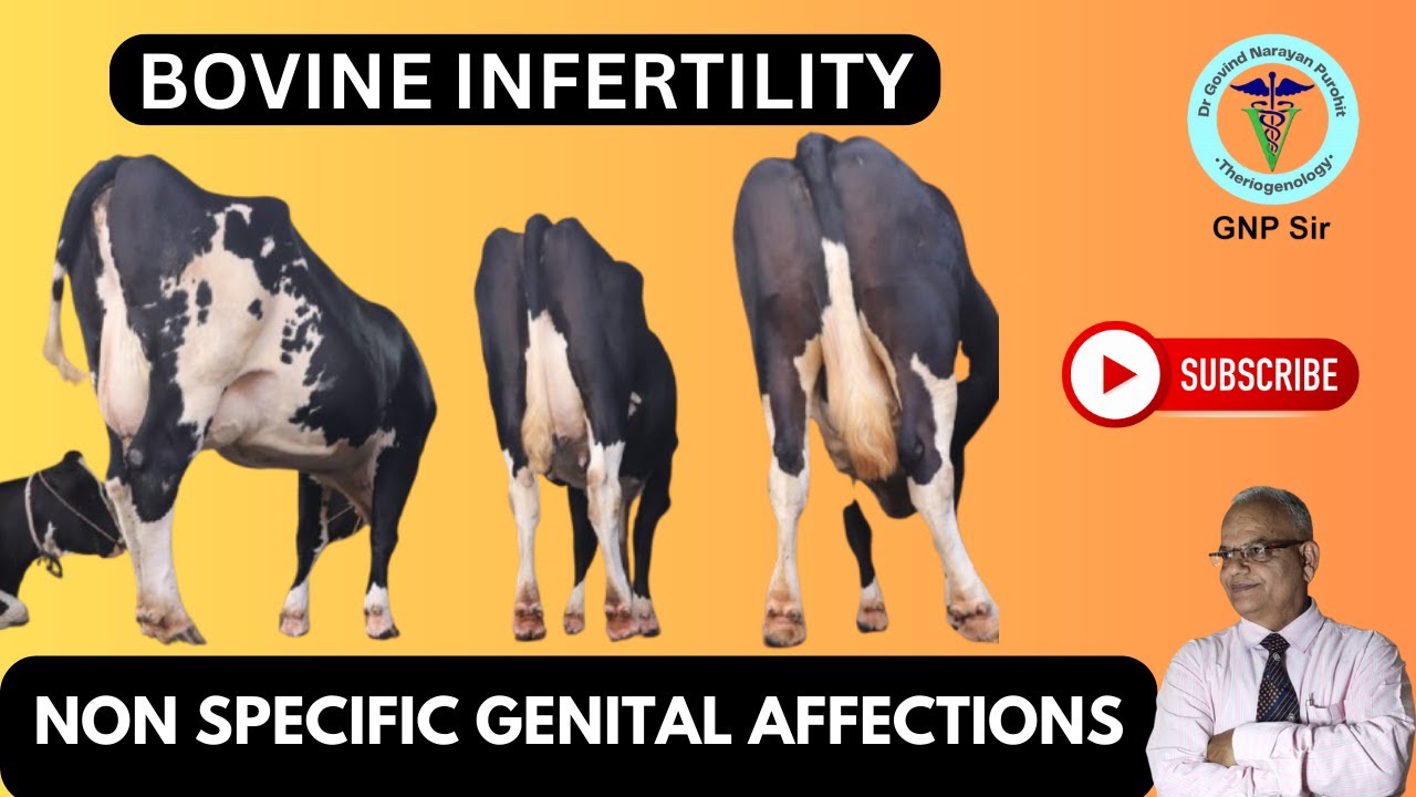 Bovine Infertility: Tackling Nonspecific Genital Challenges - YouTube