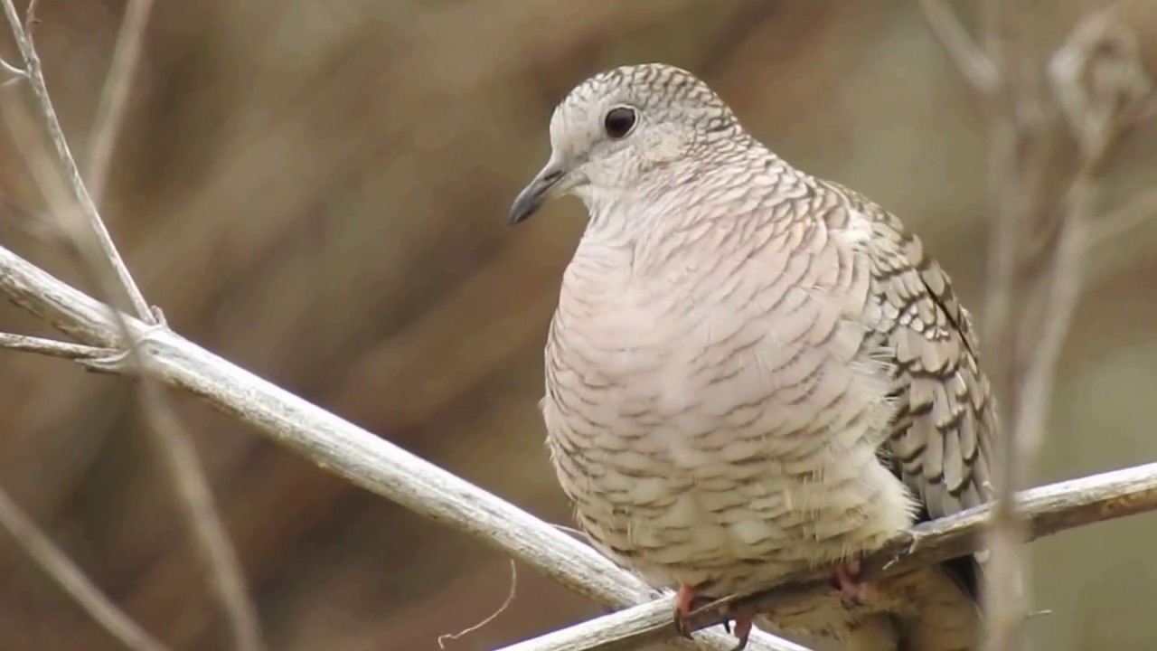 Inca Dove singing in response to playback - YouTube