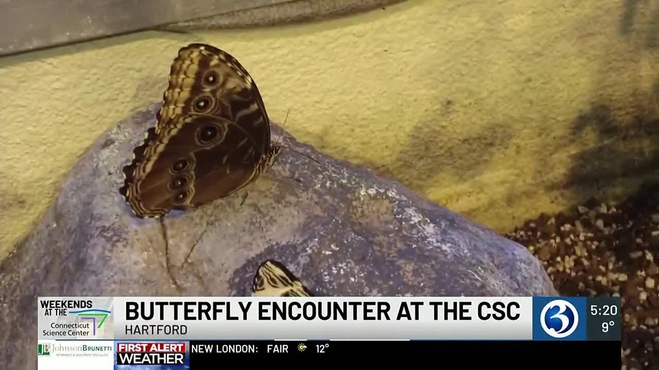 WEEKENDS AT THE SCIENCE CENTER: Butterfly Encounter - YouTube