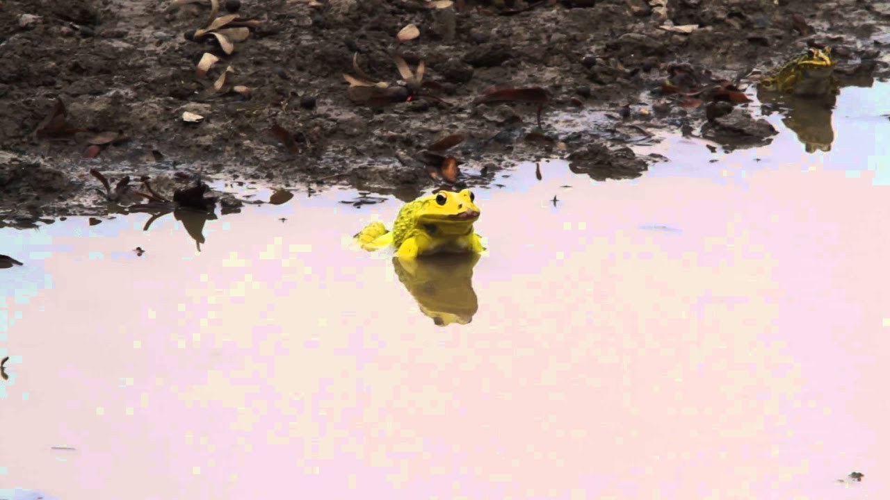 Yellow Male Bull Frogs Kanha national park India - YouTube