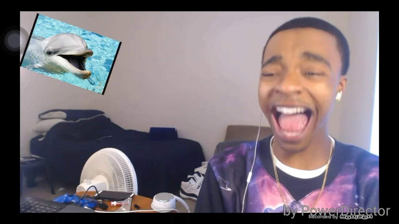 Flightreacts official dolphin laugh - YouTube