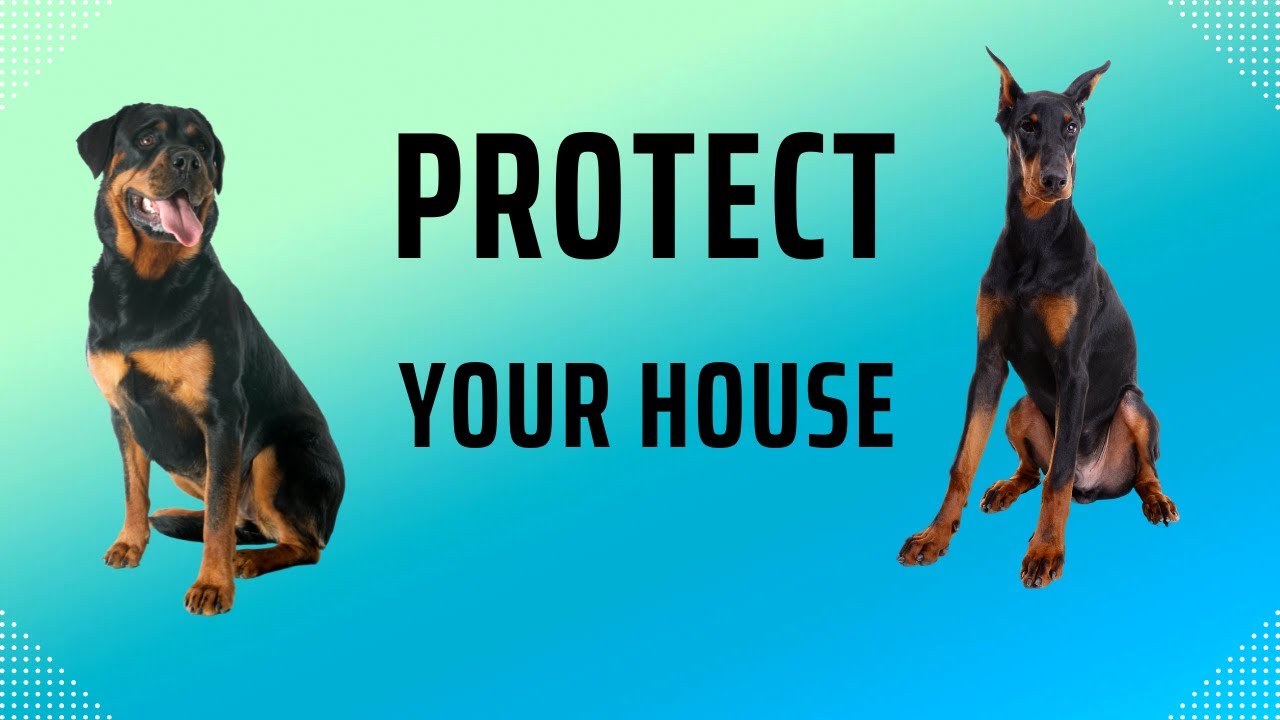 Top 5 Protective Dog Breeds for Security 🛡🐶 | Best Guard Dogs for ...