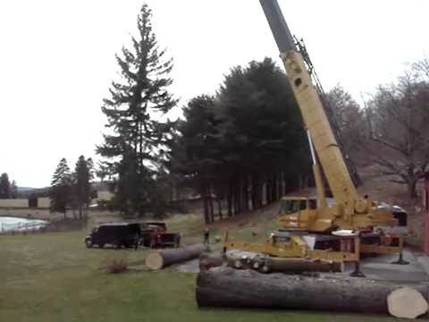 Crane moving entire tree - YouTube
