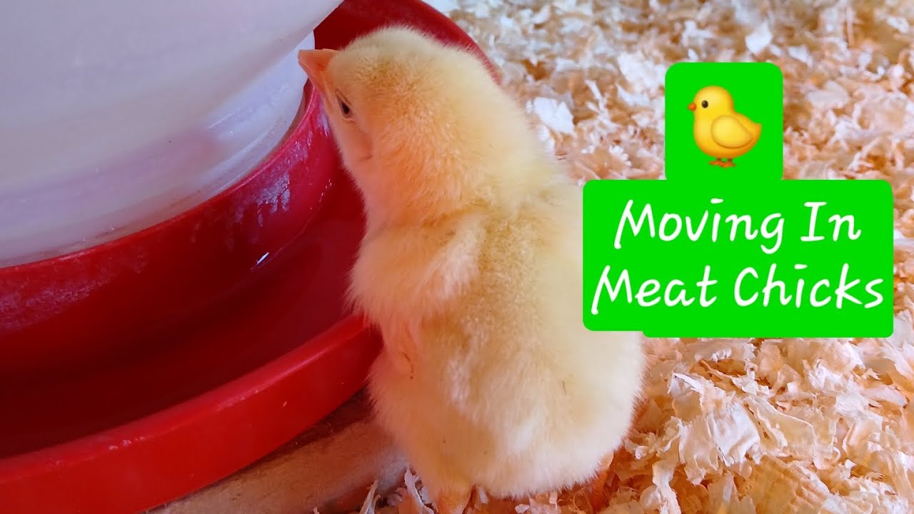 Moving In Meat Chicks...Video From Day 1 On April 22, 2024, Courtesy of ...