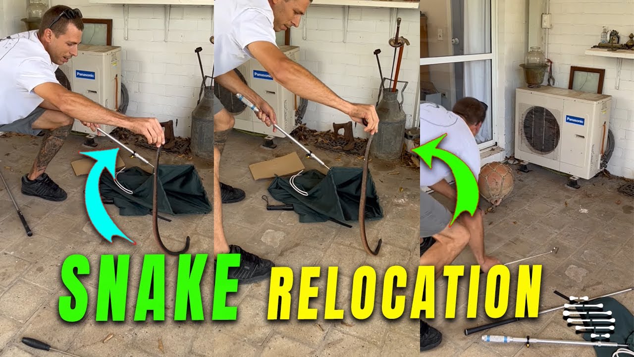 Professional Person Performing a Red-Bellied Black Snake Relocation ...