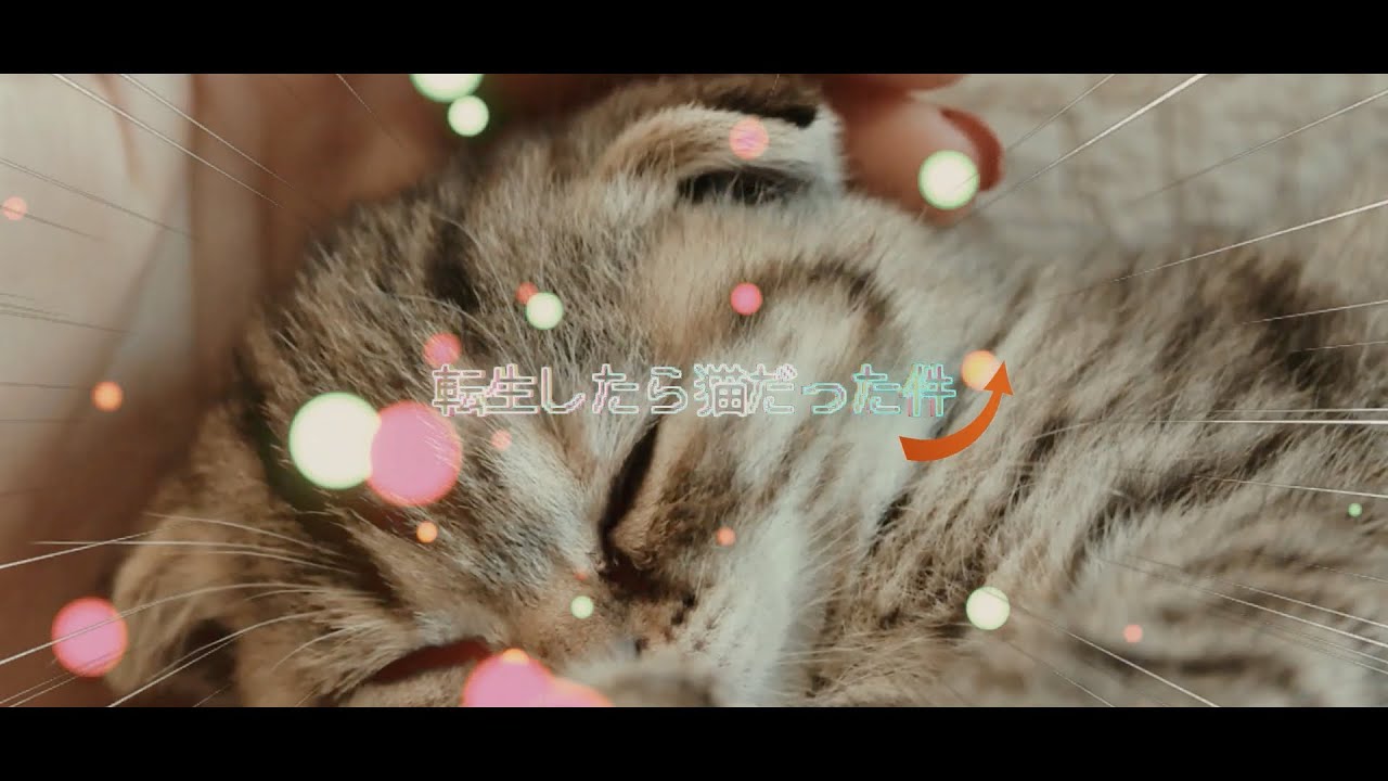転生したら猫でした - I wanna be your man (I wanna be your cat) / ジー☆エム #Wppp_jp ...