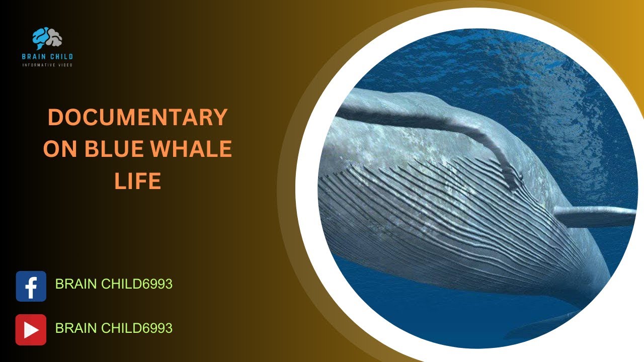 Short Documentary in Blue Whale Life - YouTube