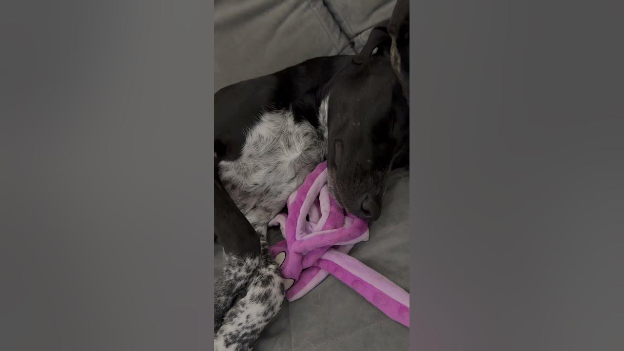 Собака это ️лучше только 2 собаки 🐶… там еще много цифр # ...
