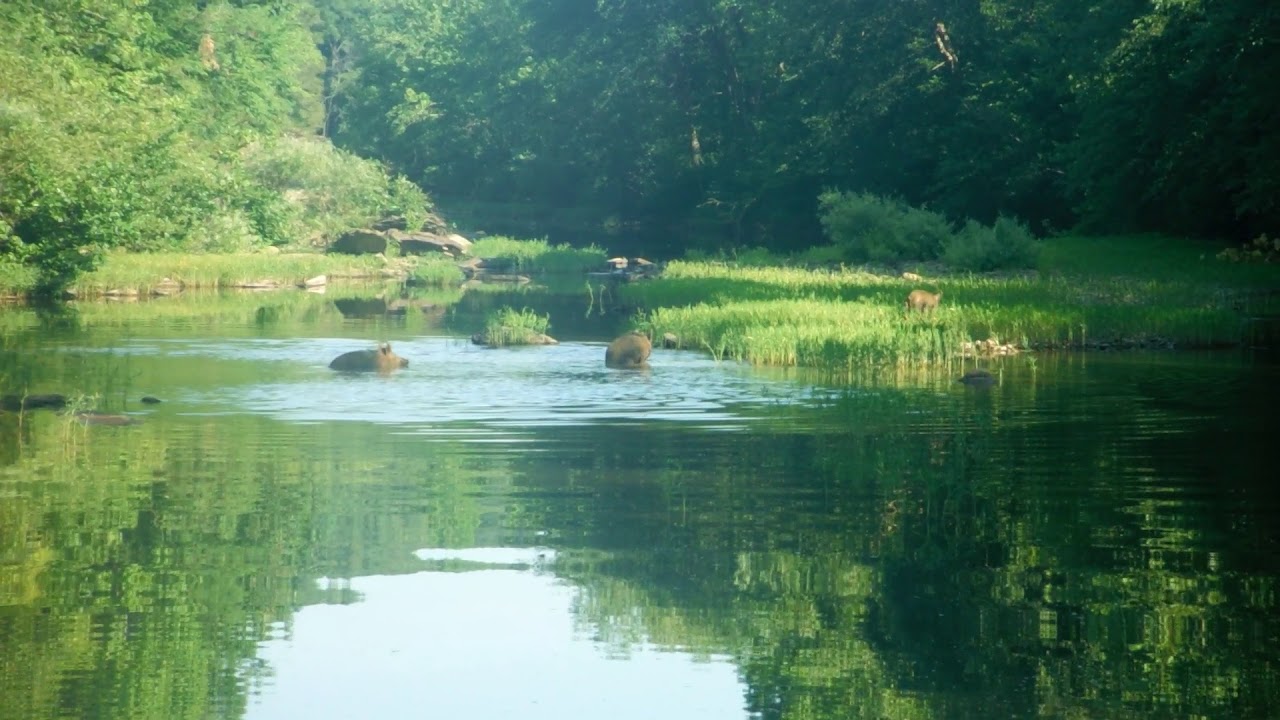 Wild Hogs Swimming Across Flat Water in Bayou - YouTube