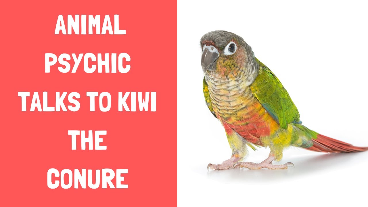 Animal Psychic Talks To Kiwi The Bird | Animal Communicator | Susie ...