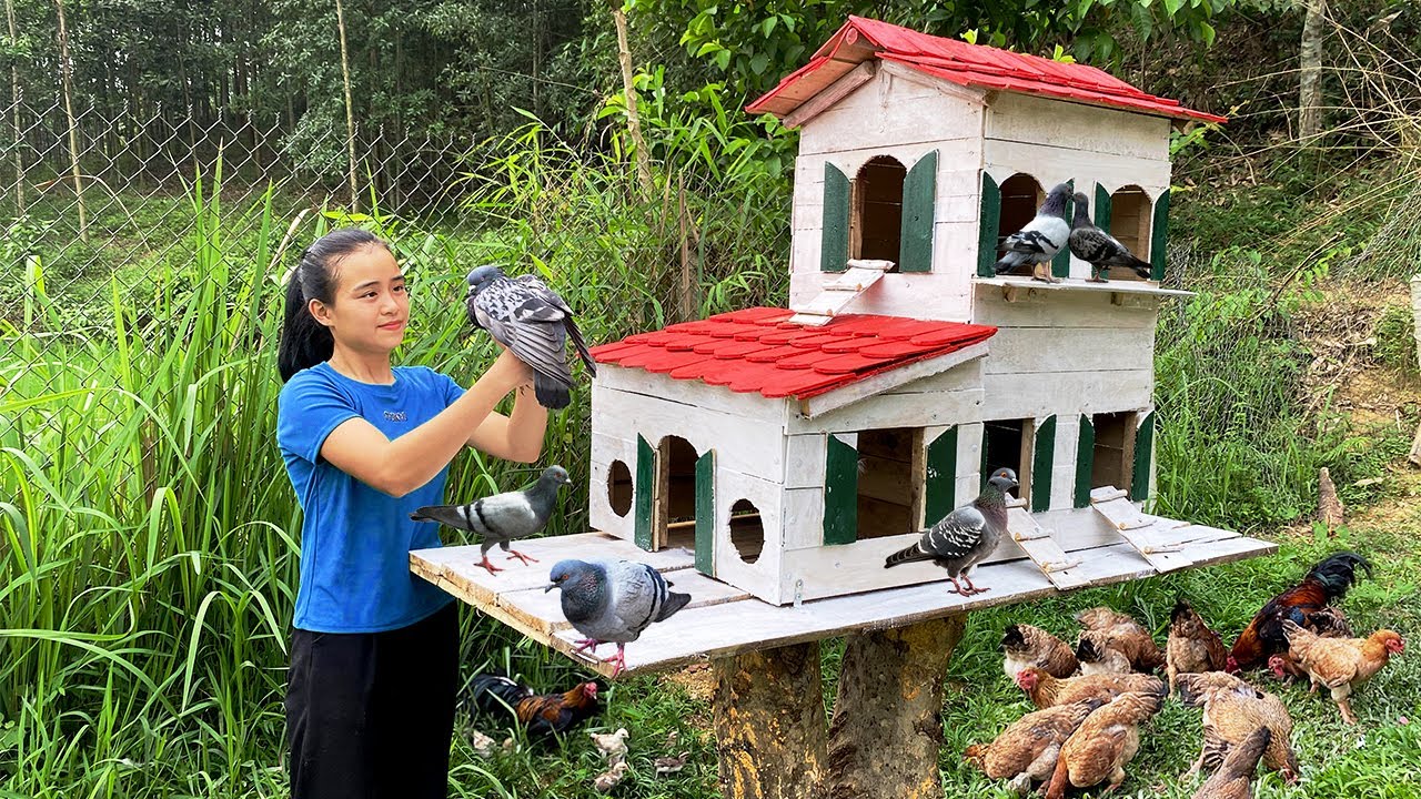 How to make a two-story Pigeon Coop - Mother Pigeon giving birth, new ...