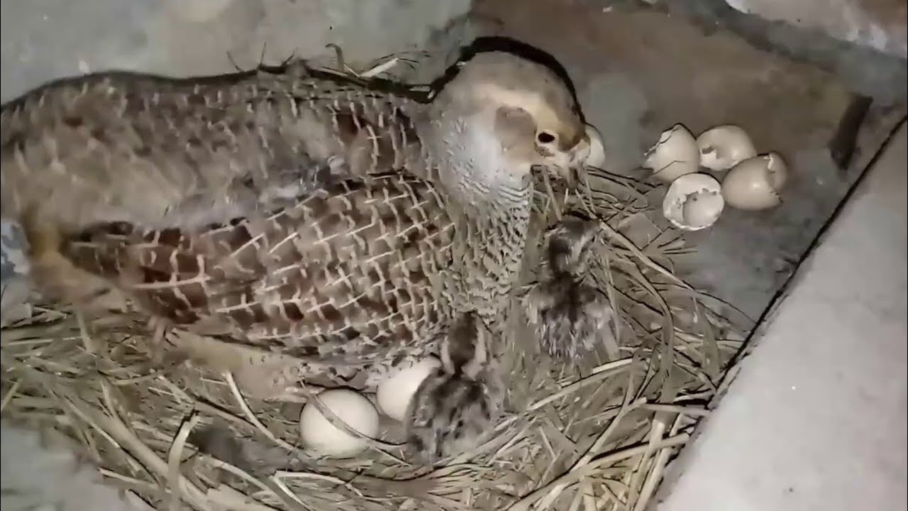 Crossing to hatching eggs full informative teetar breeding season ...