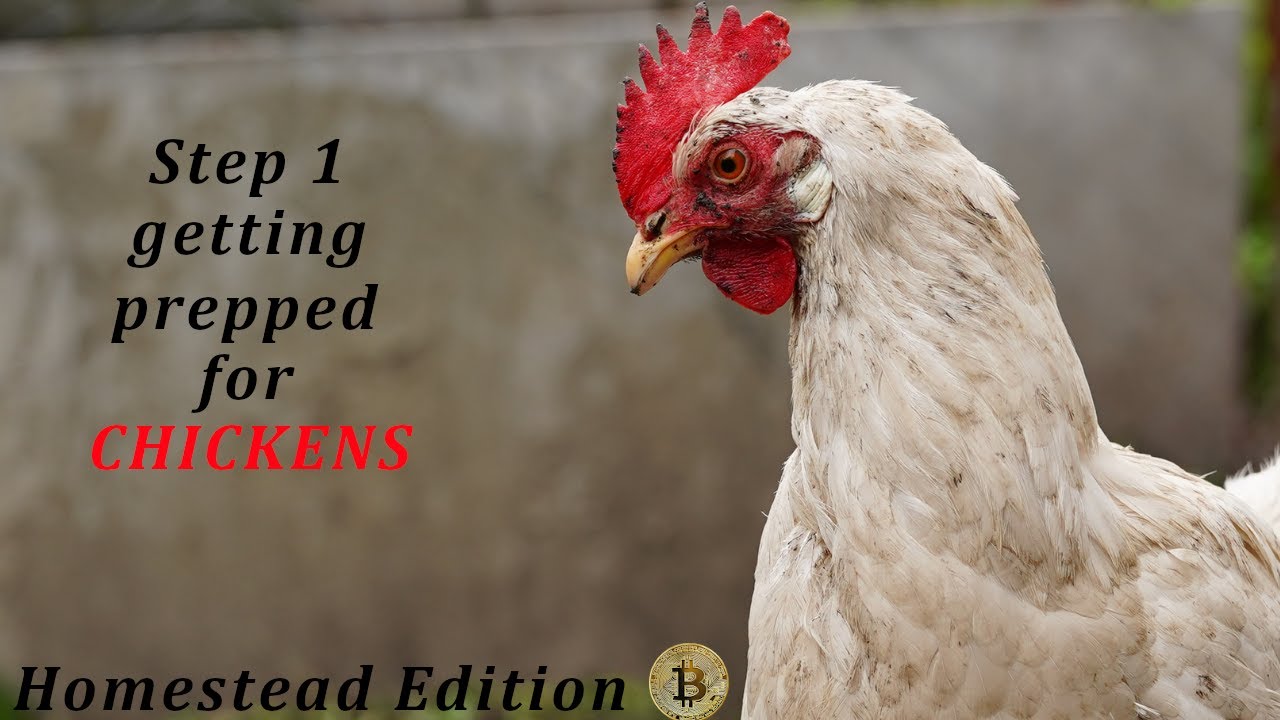 Chicken Coup Build. Time To Get Ready For Chunkens!!!! - YouTube