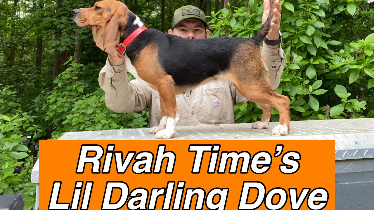 Rabbit beagle spring training 🐶 Awesome run this morning - Gun Dog ...