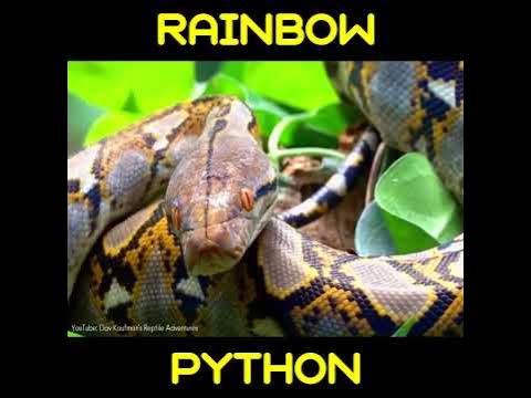 The Beautiful Rainbow Reticulated Python #shorts - YouTube
