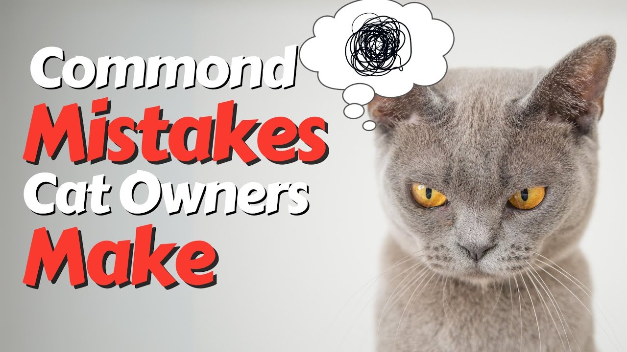 The most common mistakes cat owners make and How to Avoid Them - YouTube