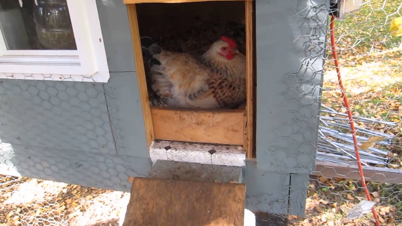 5-month old chicken in coop about to lay an egg - YouTube