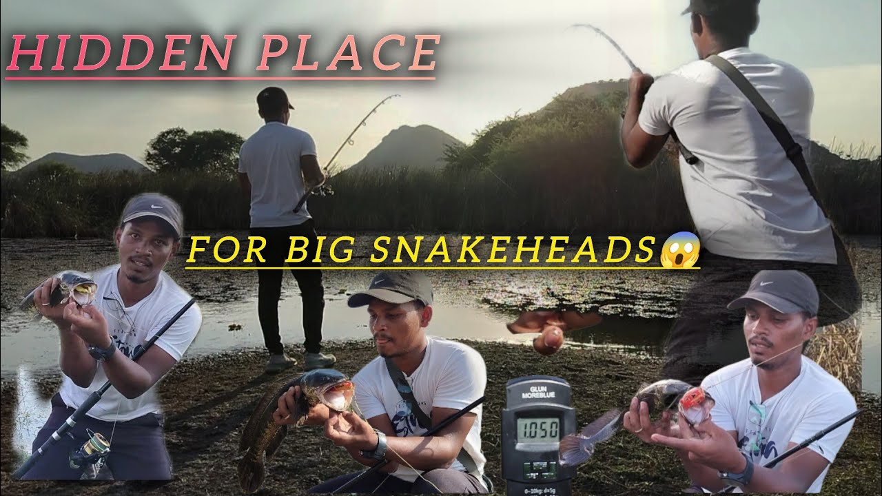 Best snakehead fishing adventures 🐟😀//strategies for snakehead fishing ...