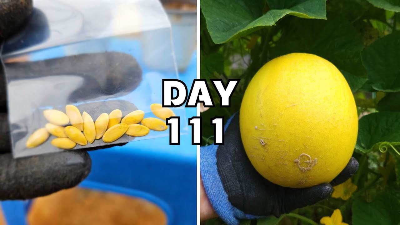 하미 멜론 키우기 : A Guide to Growing Hami Melon - YouTube
