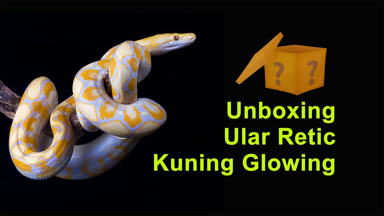 Kerenn!, Unboxing Ular Pyton Albino Purple - YouTube