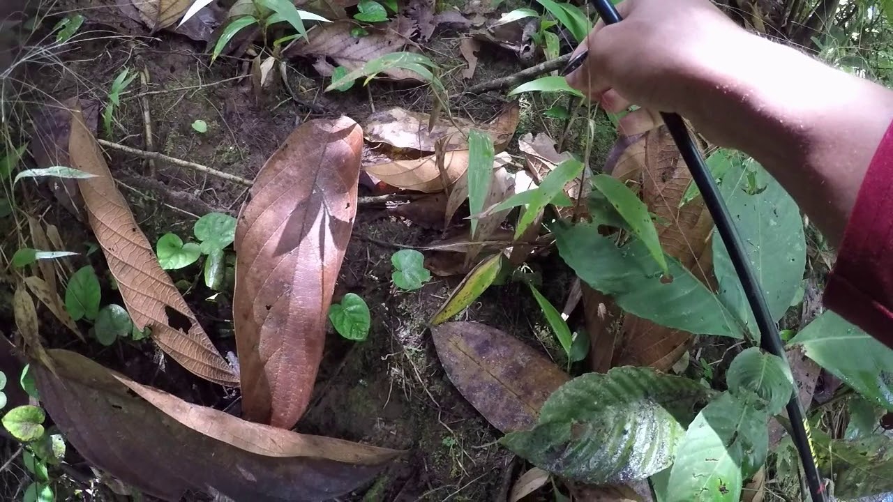 Pesca de Sábalo (Brycon Amazónicus) en Chazuta - YouTube