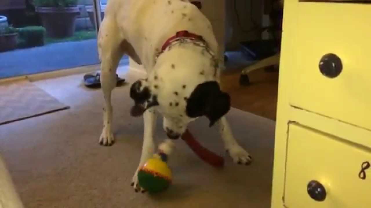 Dog pounce in slow motion - YouTube