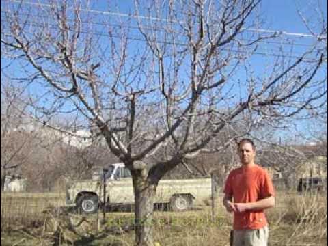 How To Prune Old Cherry Trees - YouTube
