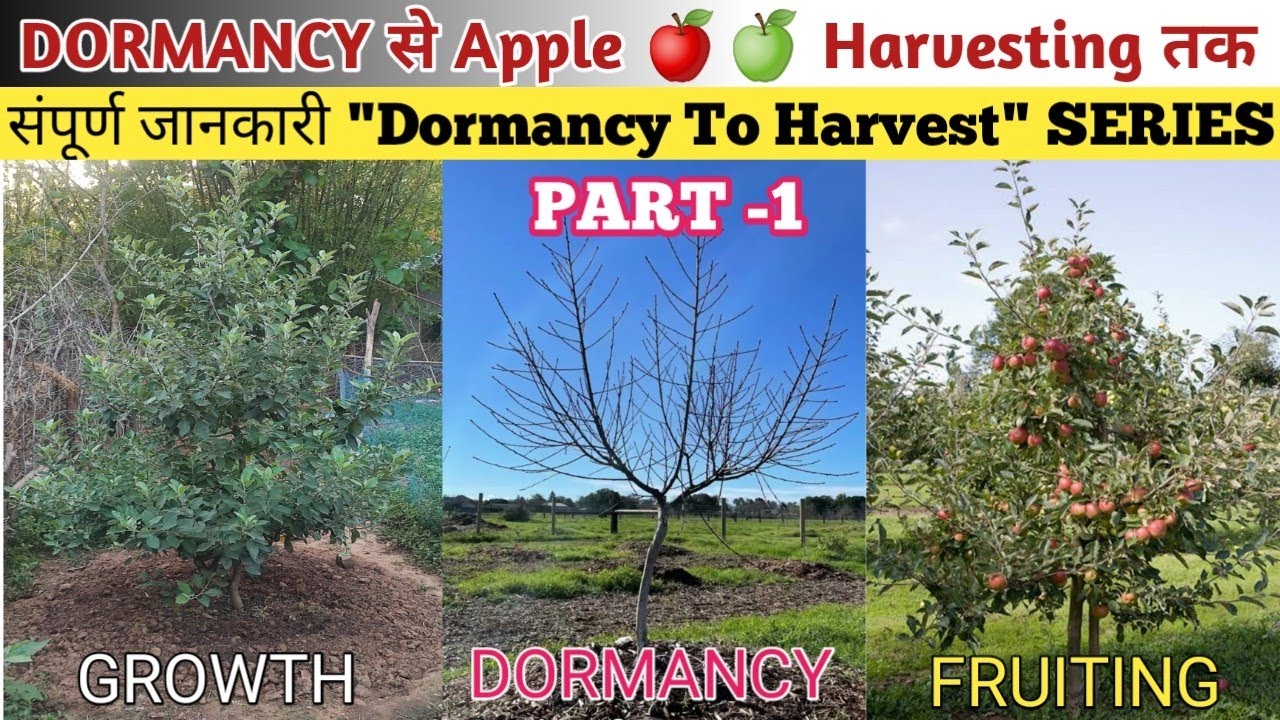 Dormancy आने से Apple 🍎🍏 की Harvesting करने तक की संपूर्ण जानकारी इस ...