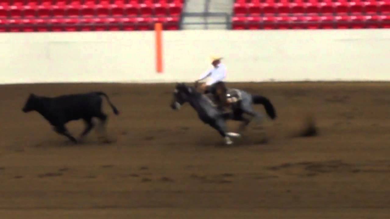 Stampede Ltd. Bridle Champion - YouTube