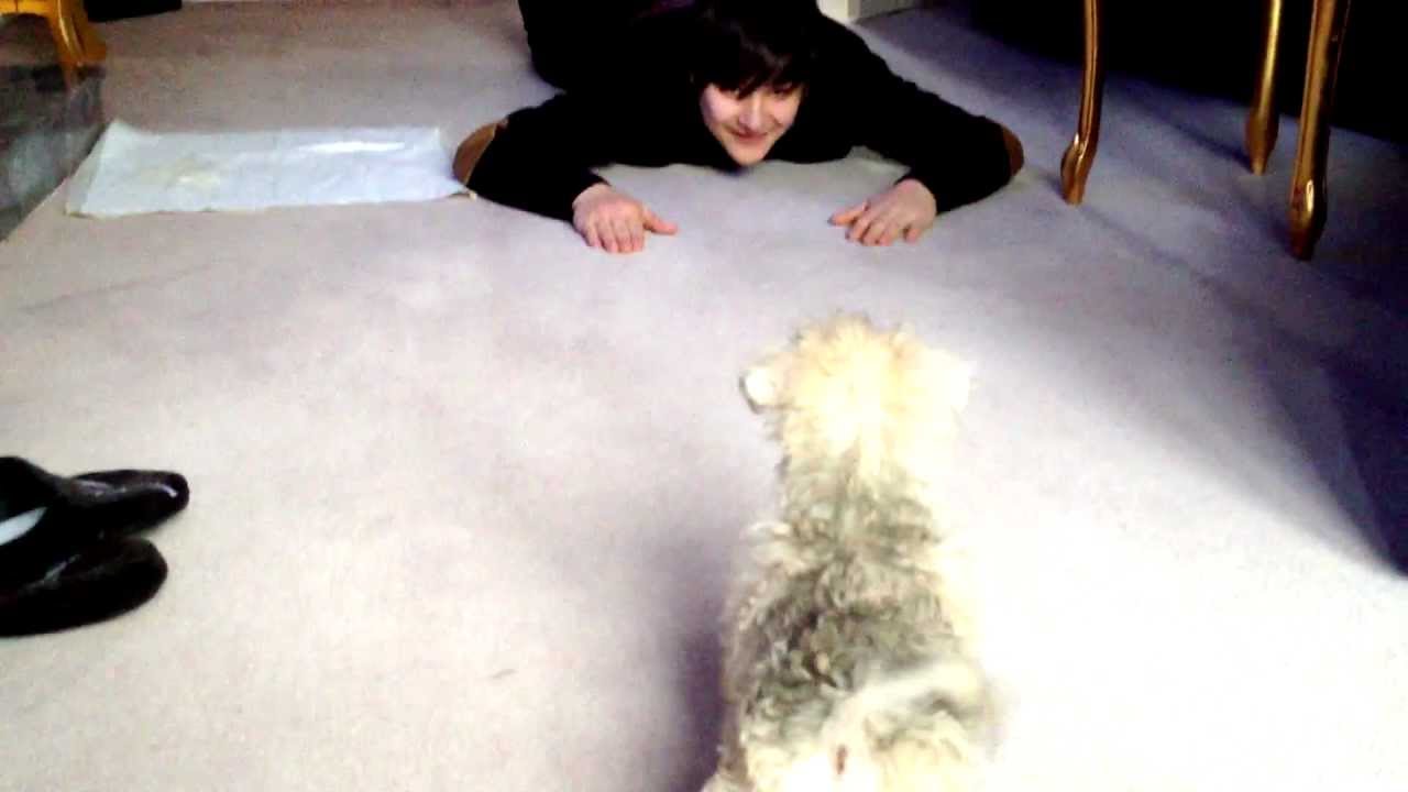 Alfie - The Chonzer Puppy (Miniature Schnauzer x Bichon Frise) - YouTube