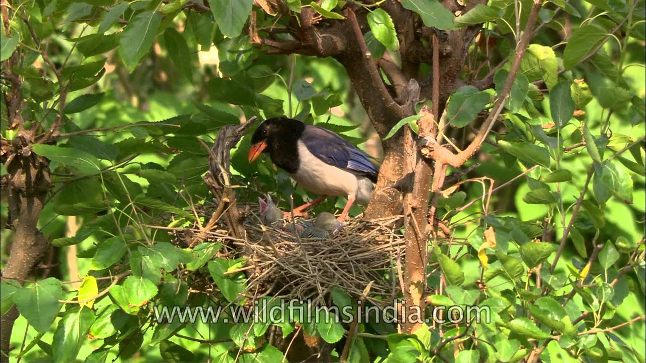The Red-billed Blue Magpie at home with chicks - YouTube