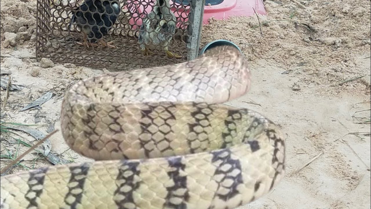 Using a long steel tube for the construction of a snake trap under the ...