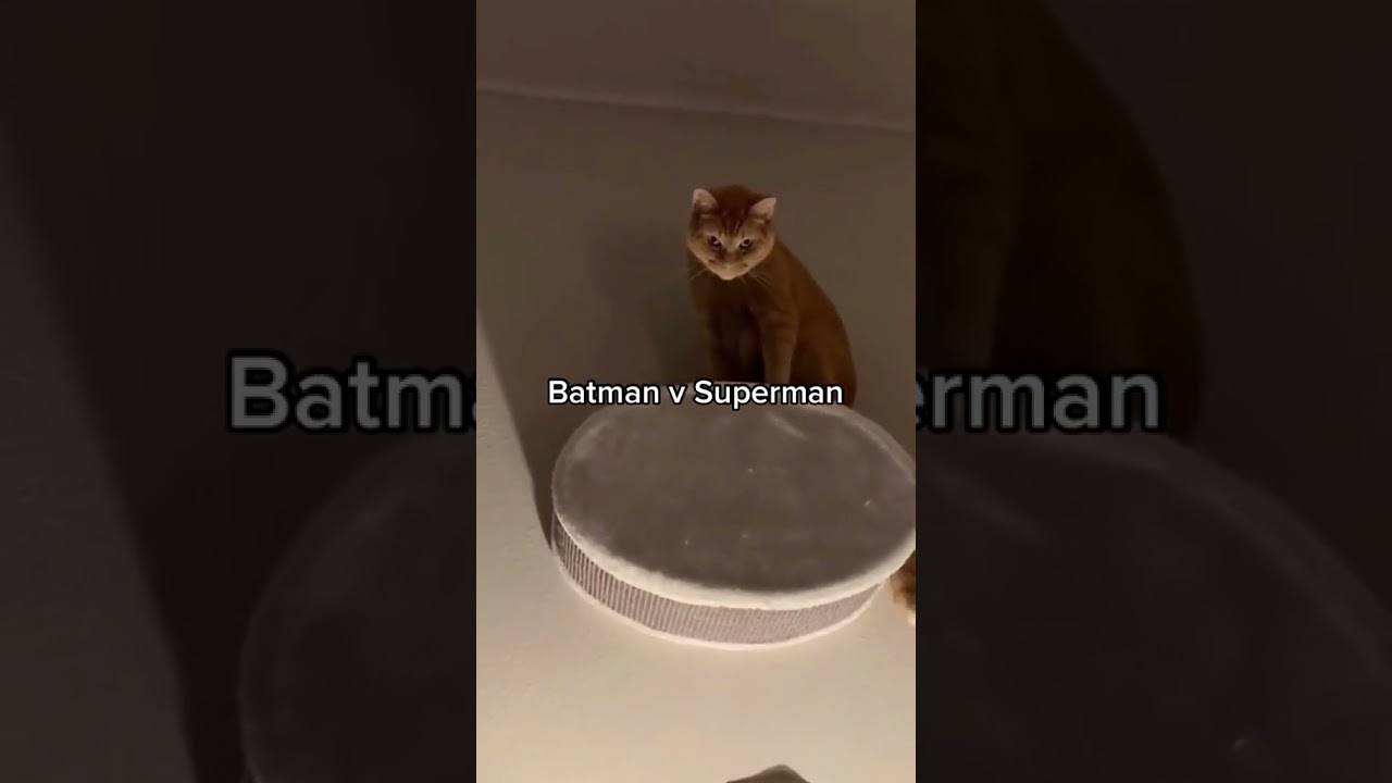 Batcat - YouTube